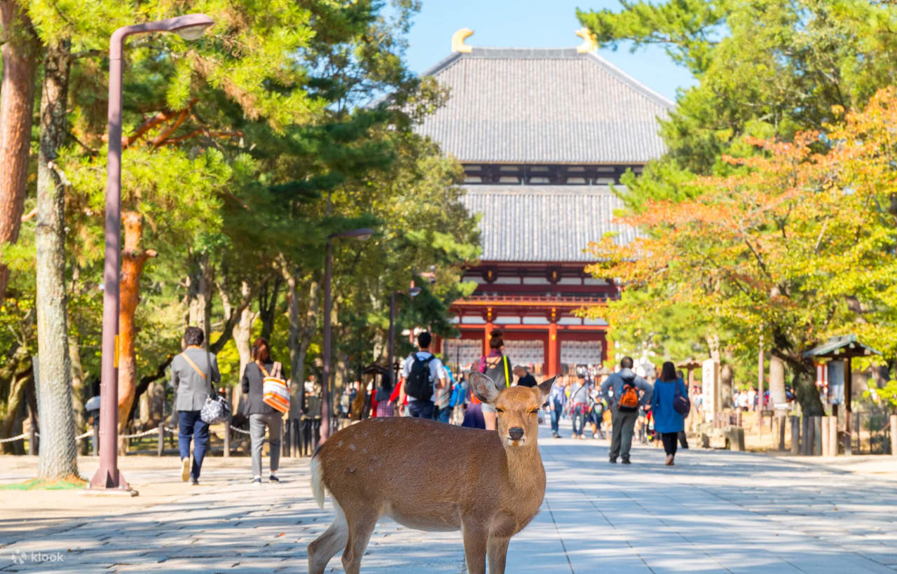 [Perjalanan satu hari ke Nara dan Uji] Kuil Byodo-in, Museum Kisah ...